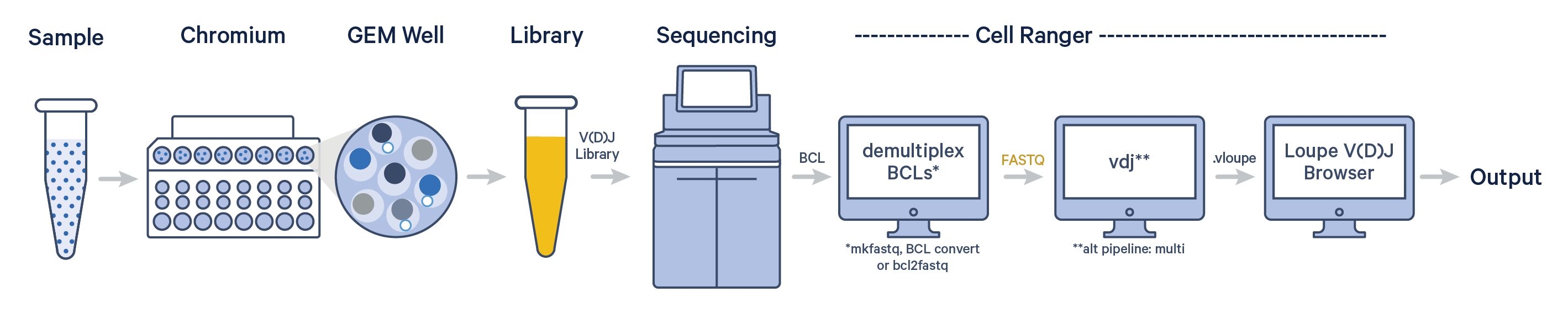 The Cell Ranger vdj Pipeline - 10x Genomics